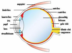 Wat is ADOA? | Cure ADOA Foundation